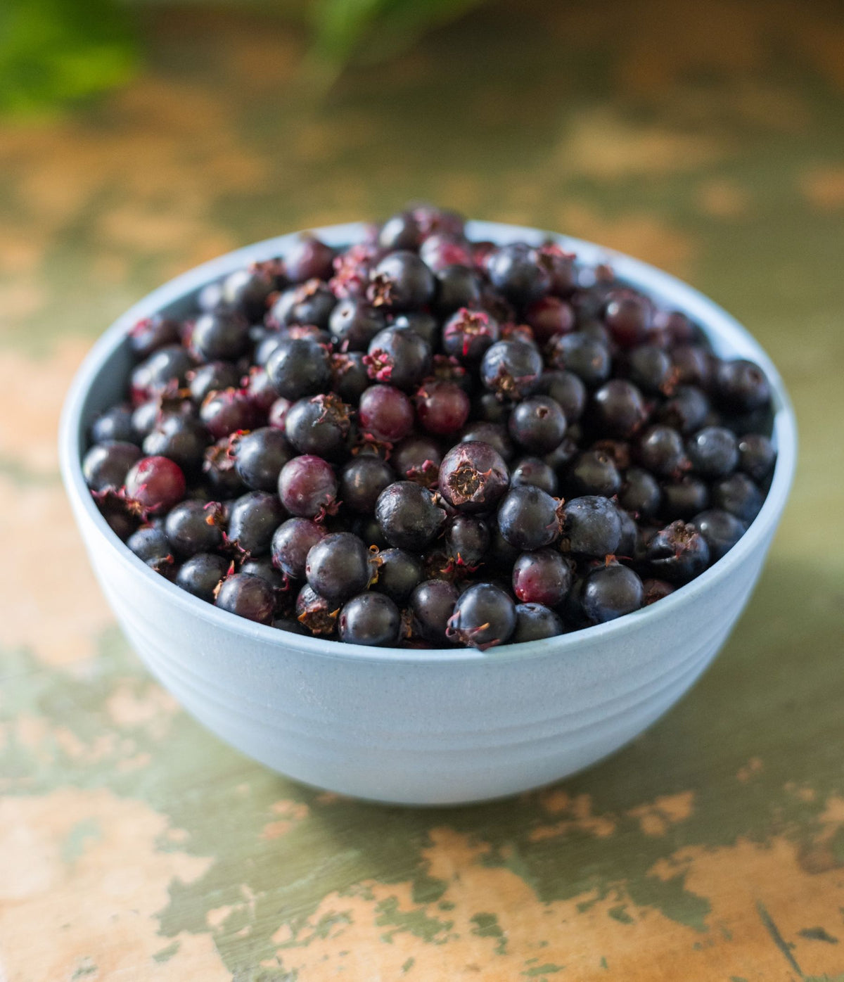 Fresh Frozen Saskatoon Berries